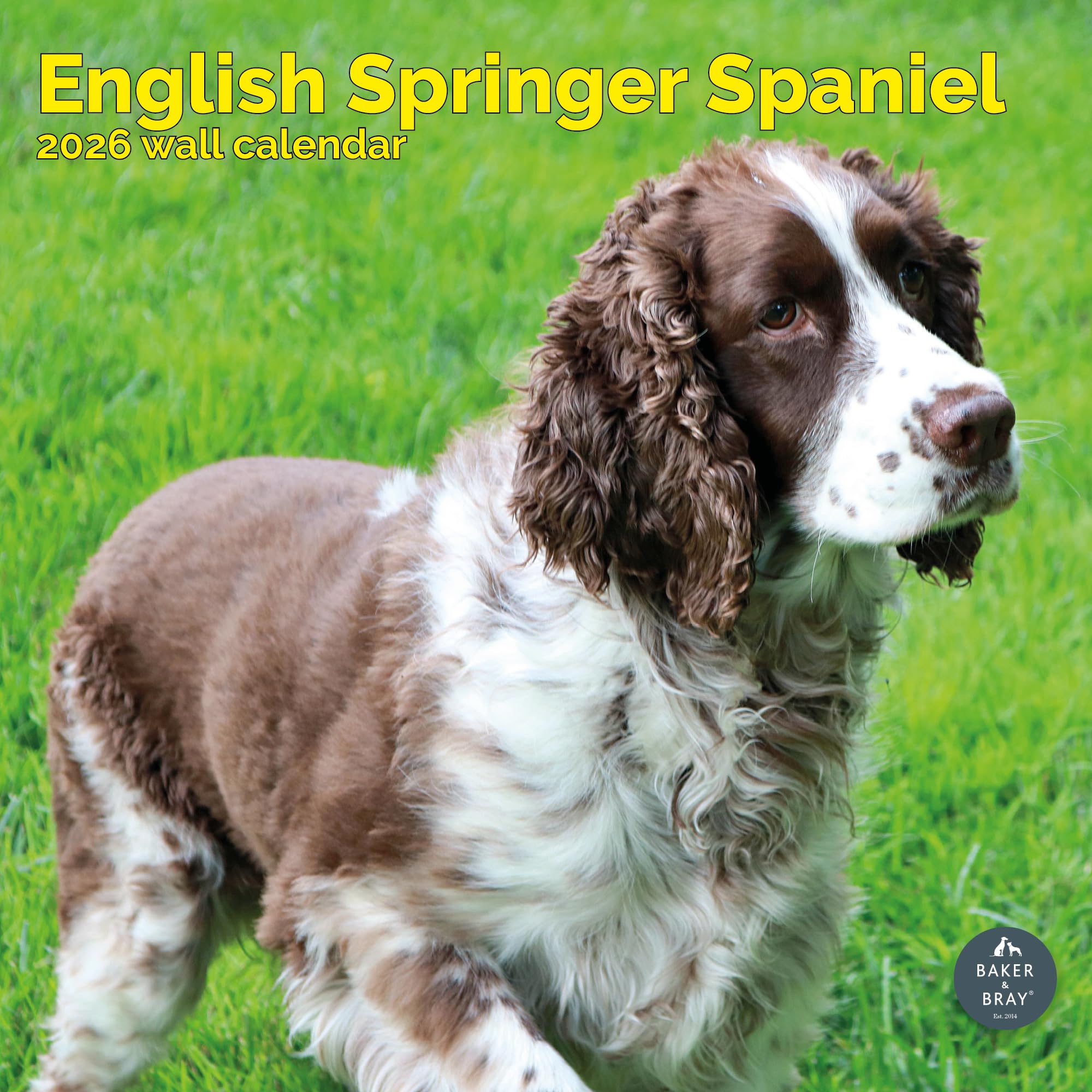 English Springer Spaniel Calendar 2026