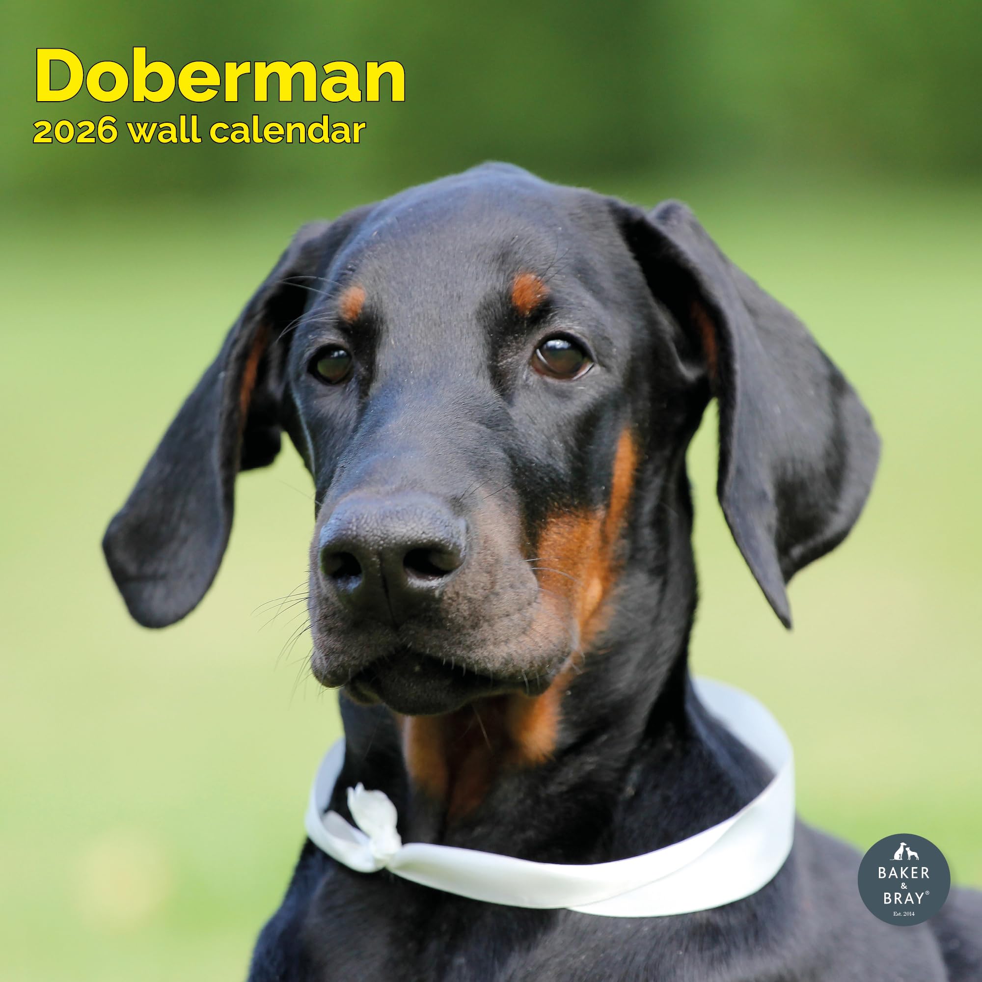 Doberman Calendar 2026