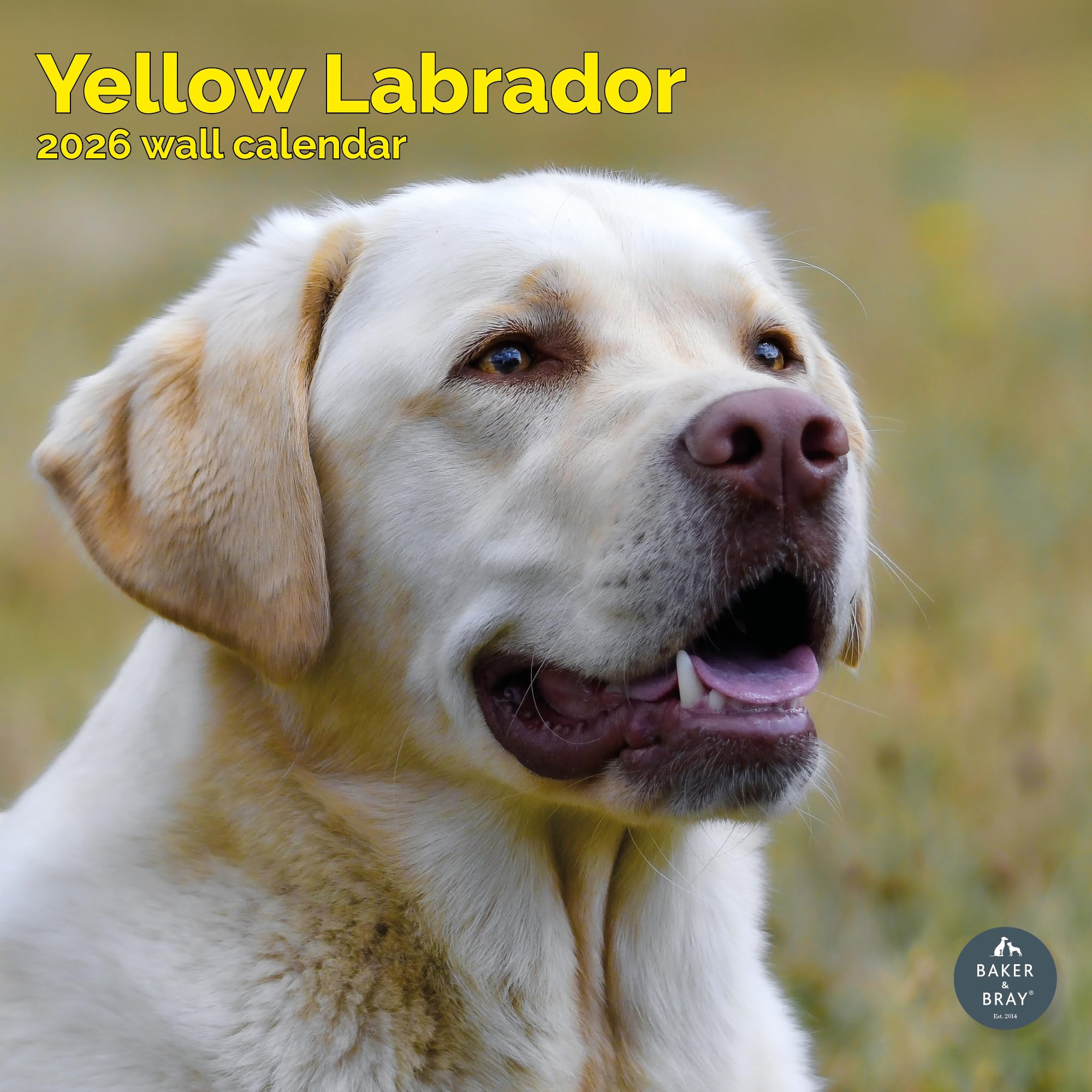 Yellow Labrador Calendar 2026