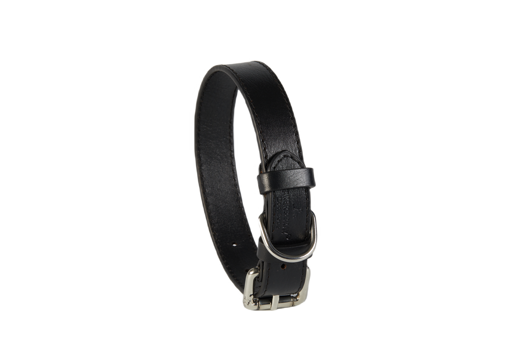 Dog Collars